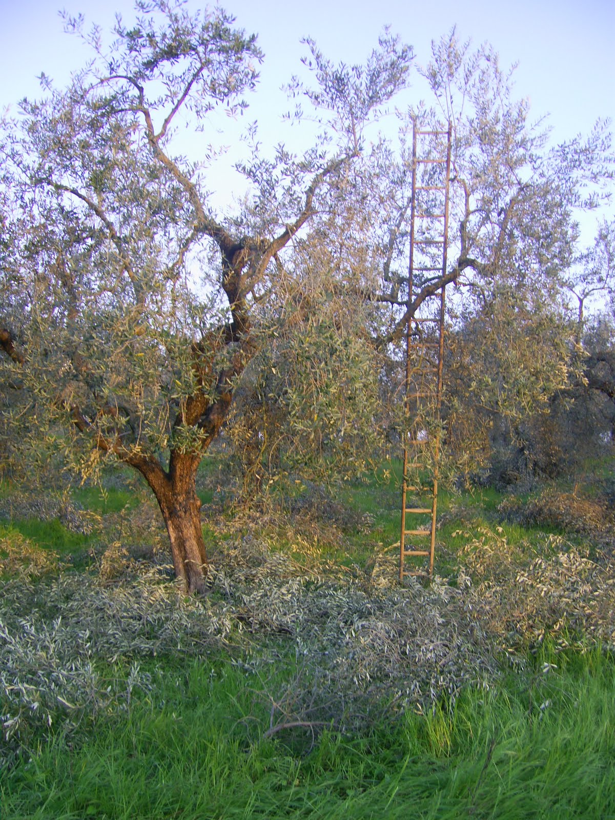 Monti Sabini: Pruning the olive trees