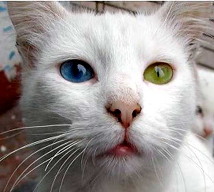 37+ Koleksi Kekinian Gambar Kucing Odd Eyes