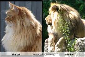 Cat Look-Alike | My Dearcats DC