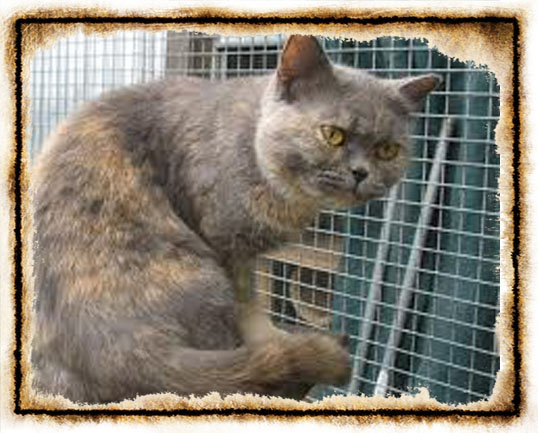 Fakta Torties dan Torbies | My Dearcats DC