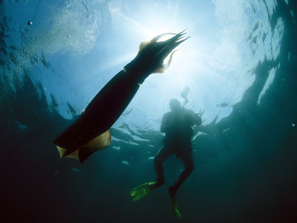 wowboom: ปลาหมึกยักษ์ ฮัมโบล์ ( Humboldt squid )