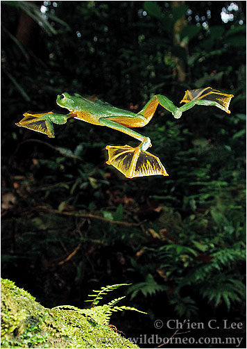 wowboom: สัตว์แปลก กบ บินได้ ( Wallace's Flying Frog )