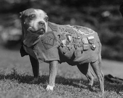 wowboom: สุนัขทหาร ตัวแรก ( America's first war dog hero )