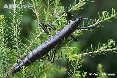 การค้นพบครั้งยิ่งใหญ่ ของ เกาะพีระมิด (Ball's Pyramid)
