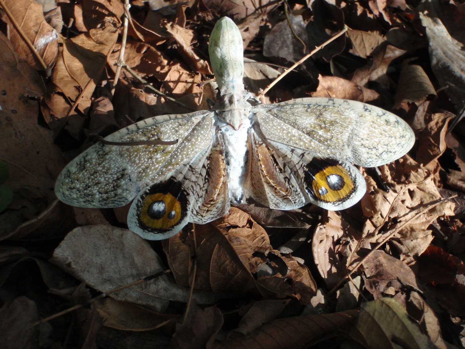 The most wonderful thing in the world: Weird insect with the head of a ...