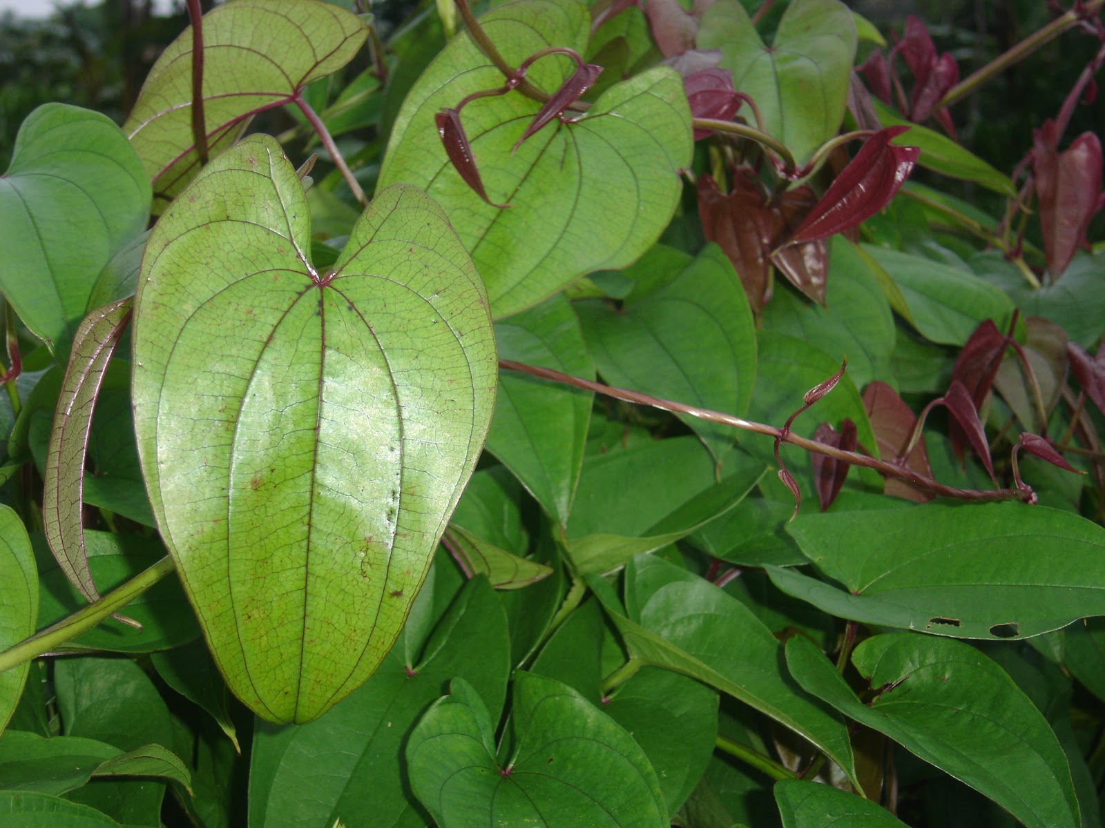 Chez Fred, Potager Bio: IGNAMES DE CALEDONIE (1)
