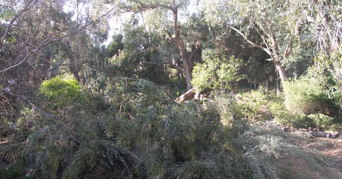 Backwards Beekeepers: Bee 911 Disaster/Adventure