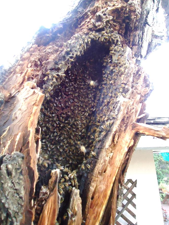 Backwards Beekeepers: The Walnut Tree bees