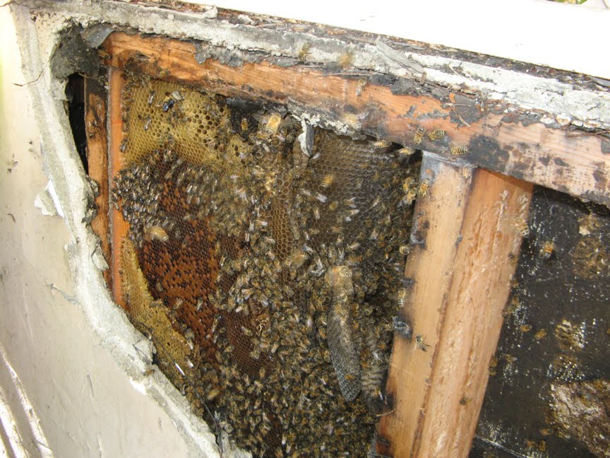 Backwards Beekeepers: September 2010