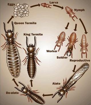 Cover Pest Control & Environment Services: Kitaran Hidup Anai-Anai