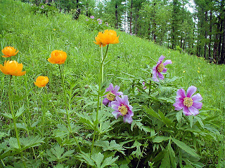 Welcome to Mongolian page!!: Native flowers of Mongolia