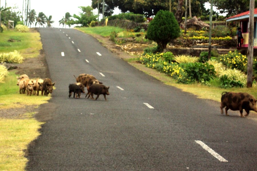 Matt's Samoa Blog: Cultural Exploration 43: Livestock