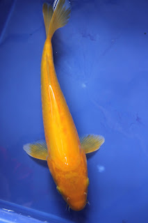Biotropical Koi Fish Shop (Brunei): Amazing Kigoi