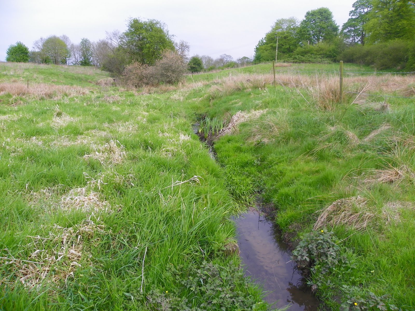 About a Brook: Where do Water Voles Burrow when there are No Banks?
