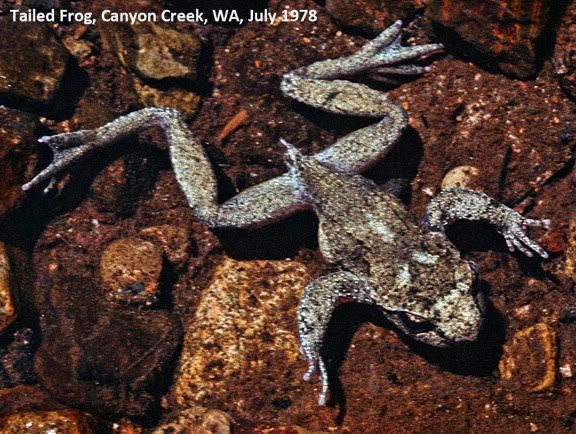 Northwest Nature Notes: FROGS ARE JUMPING!