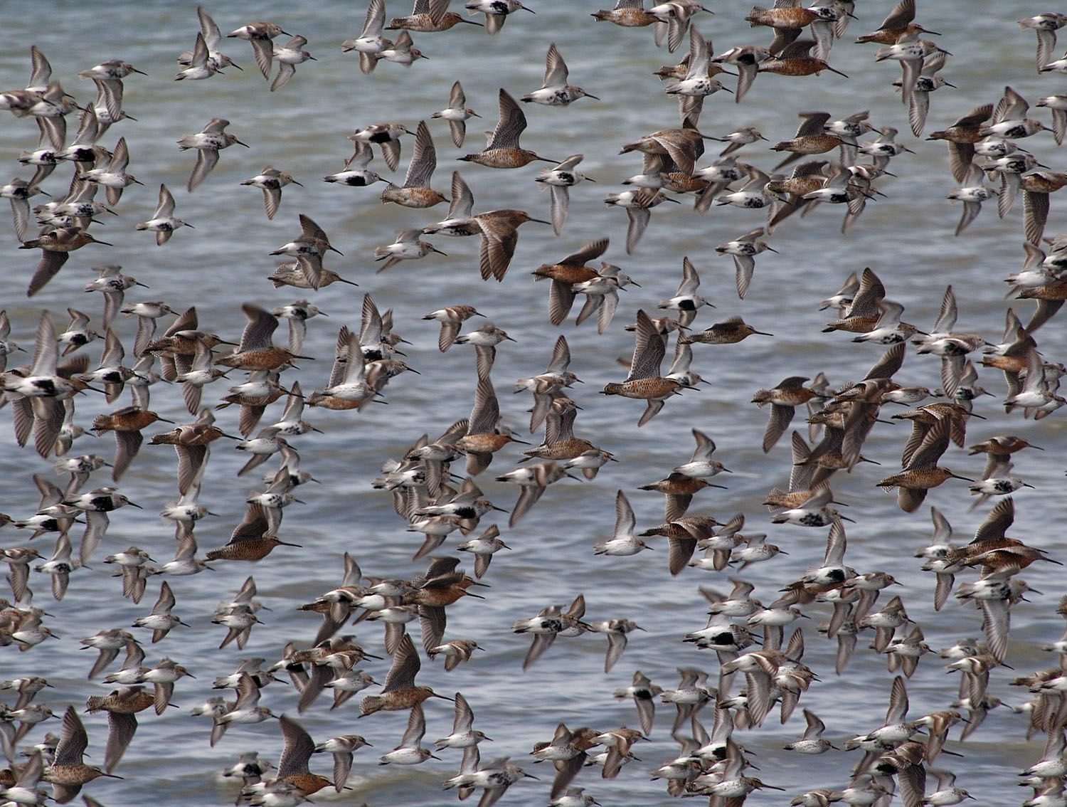 Northwest Nature Notes: SHOREBIRDS ON THE MOVE