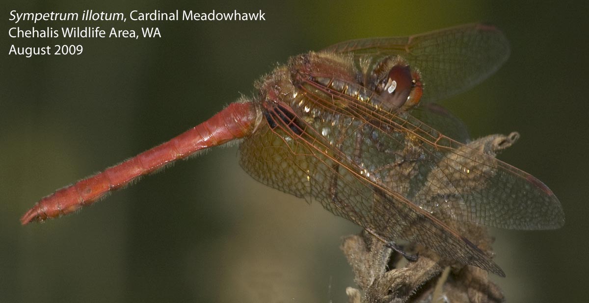 Northwest Nature Notes: Dragonflies in autumn