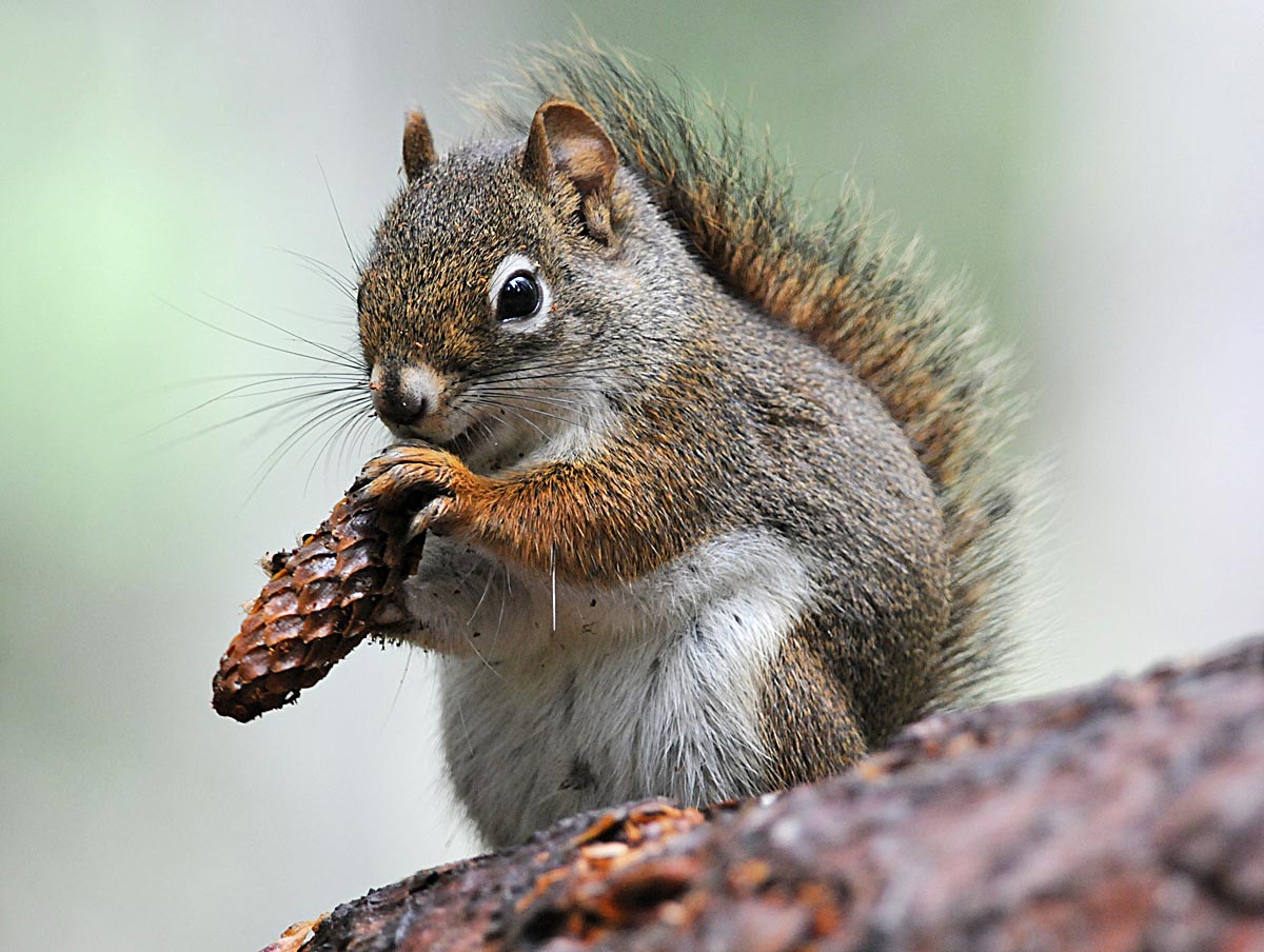 Northwest Nature Notes: A BUSY RED SQUIRREL