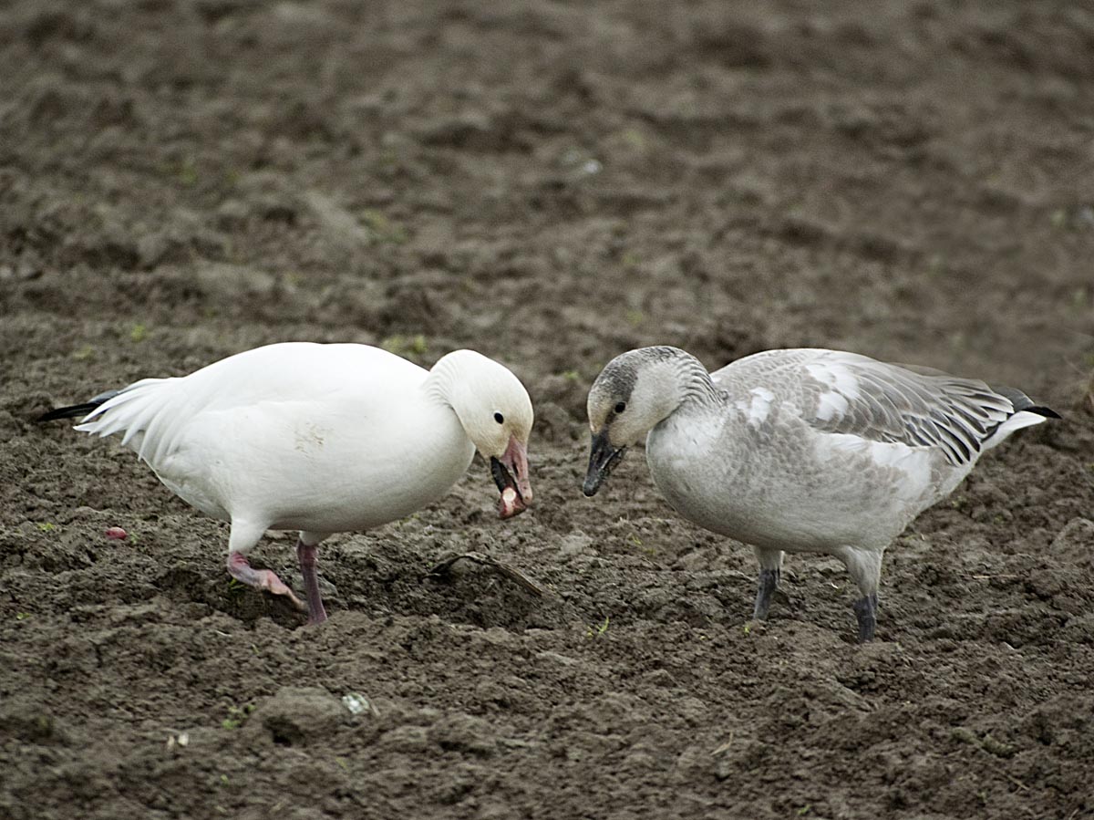 Northwest Nature Notes: THE SNOW GEESE HAVE RETURNED