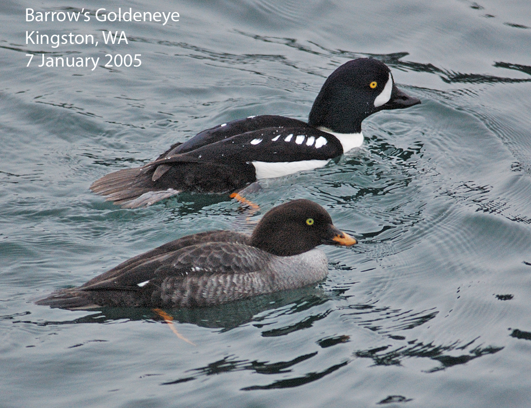 Northwest Nature Notes: DUCK MATING GOES ON AND ON AND ON