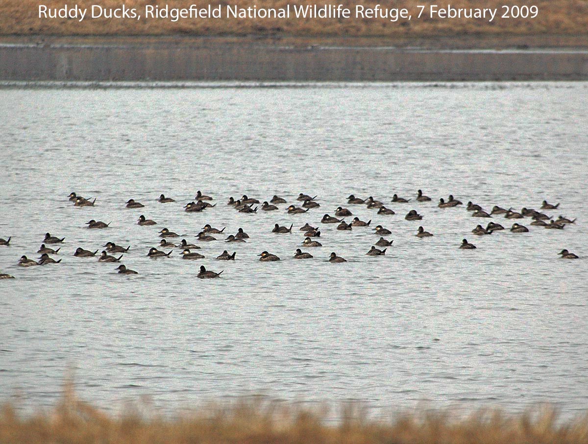 Northwest Nature Notes: RUDDY DUCKS ARE ODD DUCKS