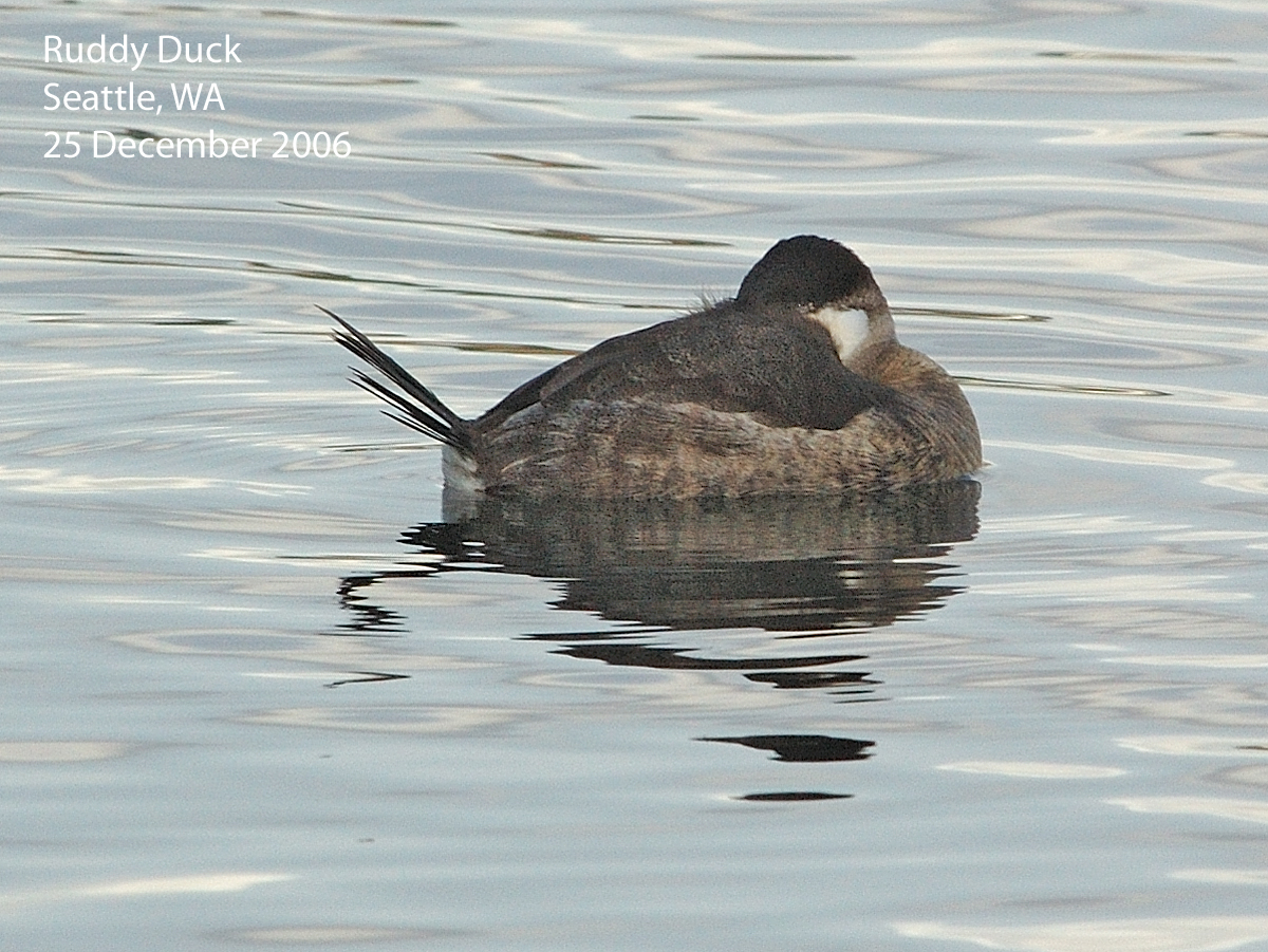 Northwest Nature Notes: RUDDY DUCKS ARE ODD DUCKS