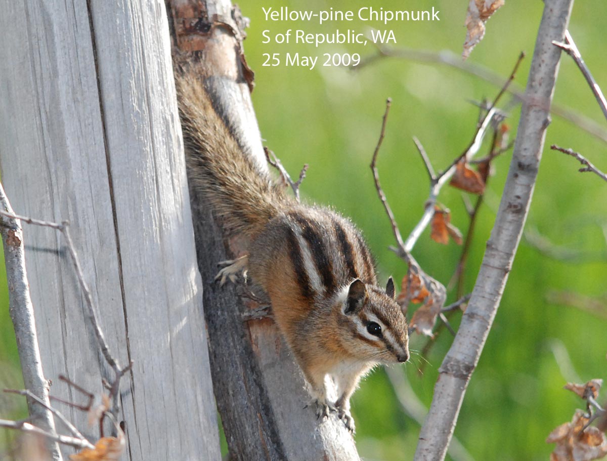 Northwest Nature Notes: WASHINGTON CHIPMUNKS