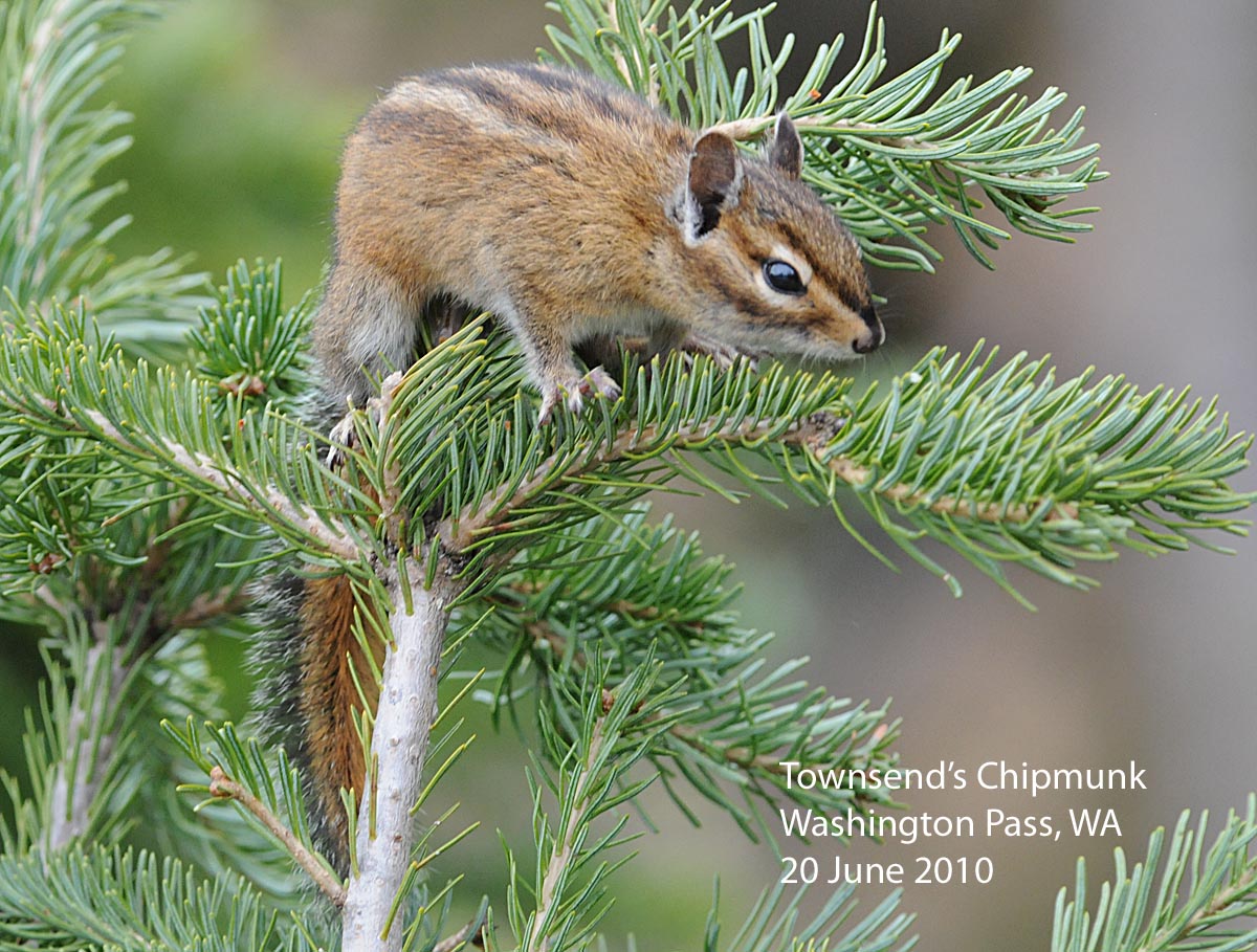 Northwest Nature Notes: WASHINGTON CHIPMUNKS