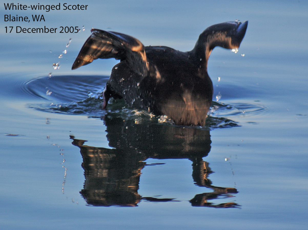 Northwest Nature Notes: DIVING BIRDS