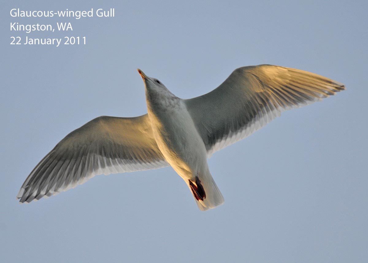 Northwest Nature Notes: THE COMMON SEAGULL