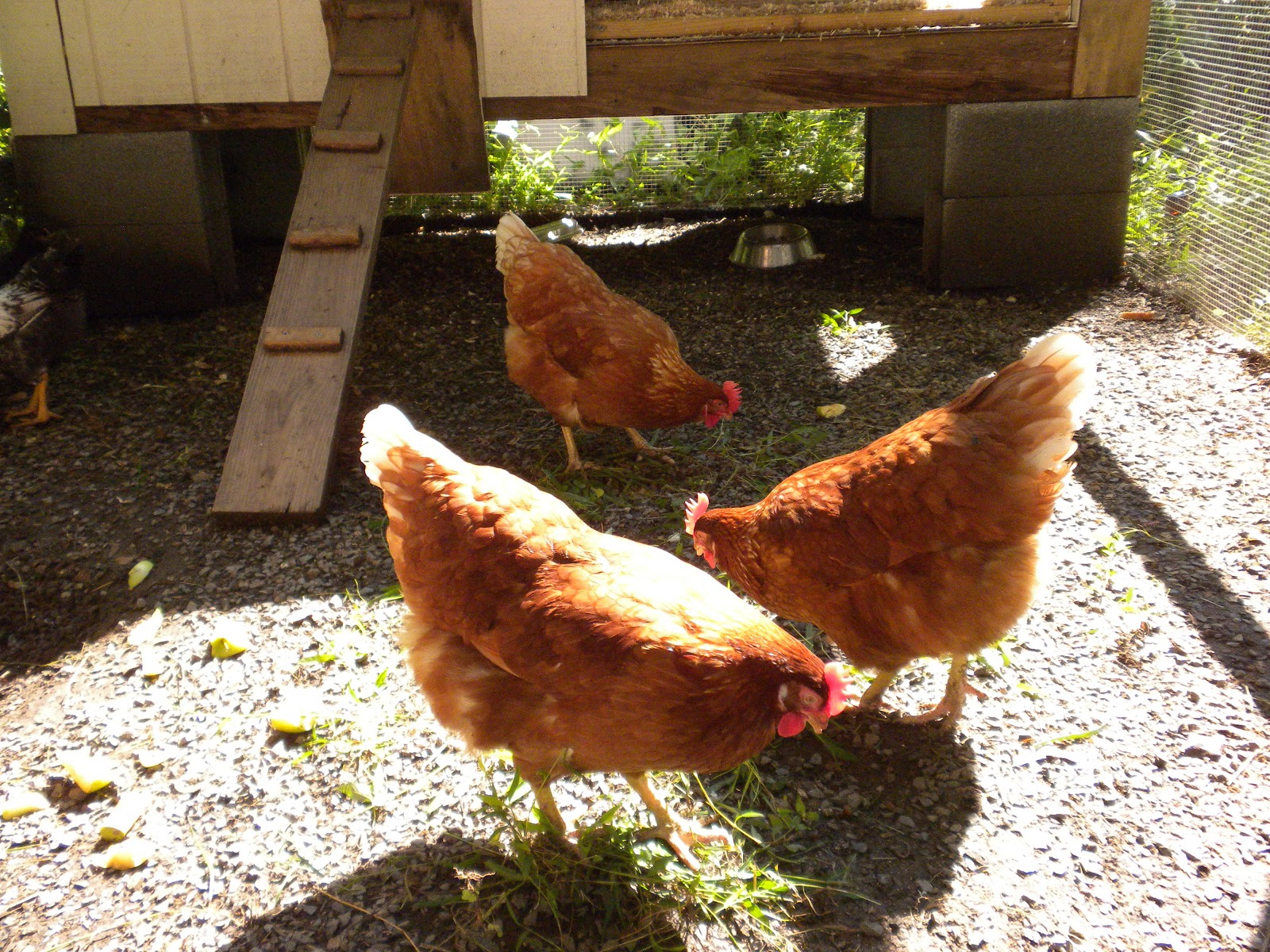 Loca-faces: Local chicken and eggs