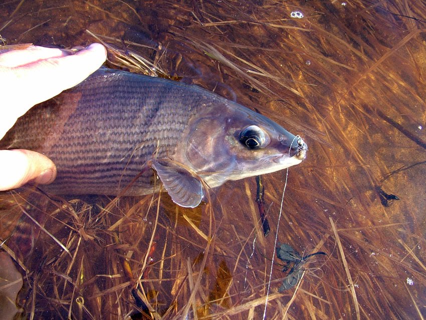 Chavanga Fish Blog: October 2010