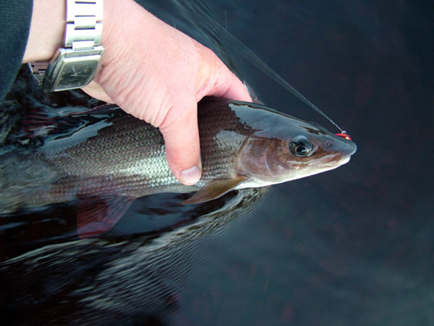 Chavanga Fish Blog: November 2010