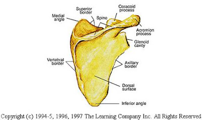 Exercise Anatomy for Students: The Scapula