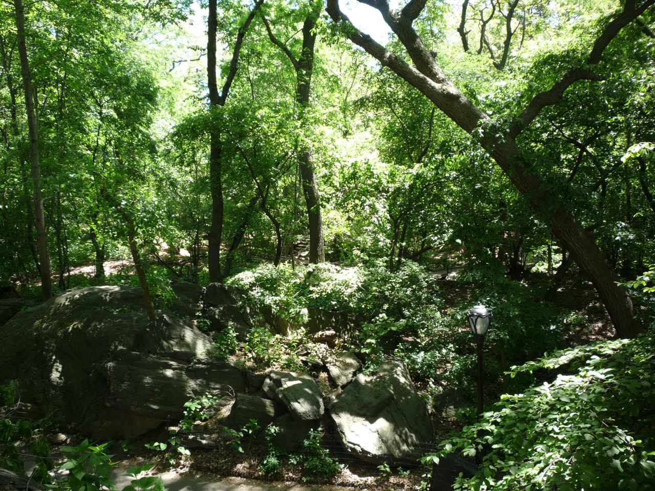 A Walk in the Ramble