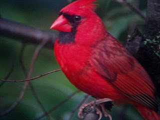 vida de pajaros