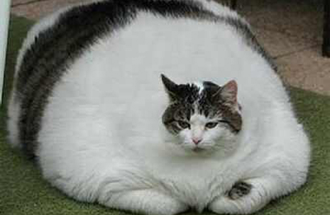 Obesidade Animal- Fotos de Animais Gordos ~ Dicas Grátis 2022