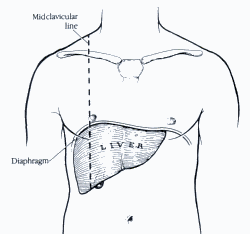 Ultrasound : Liver - Anatomy