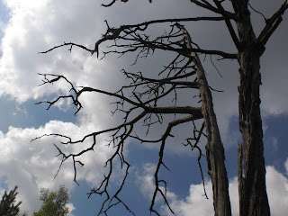 Triula: El Pi de les tres branques i el pi jove