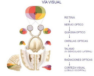 NEUROEXTASIS: PRACTICA 11: SISTEMAS SENSITIVOS