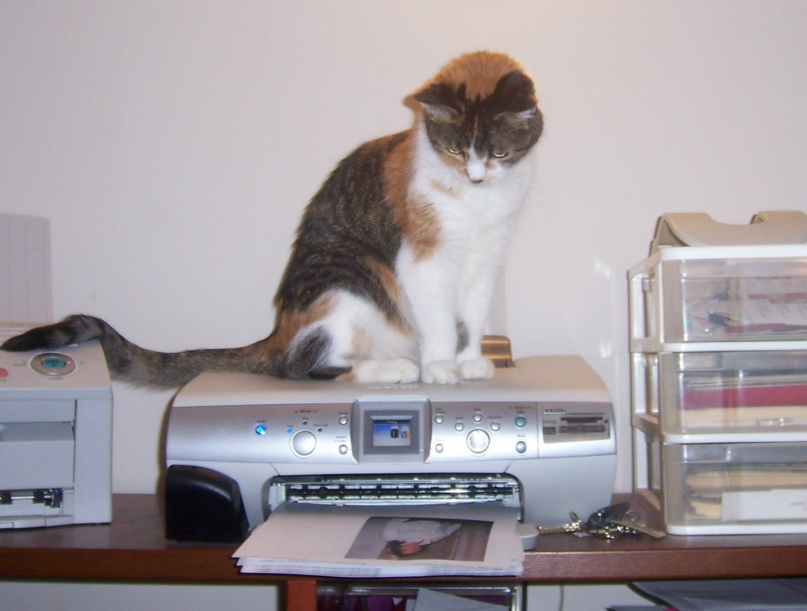 Printer Police Cat – hourglassy.com