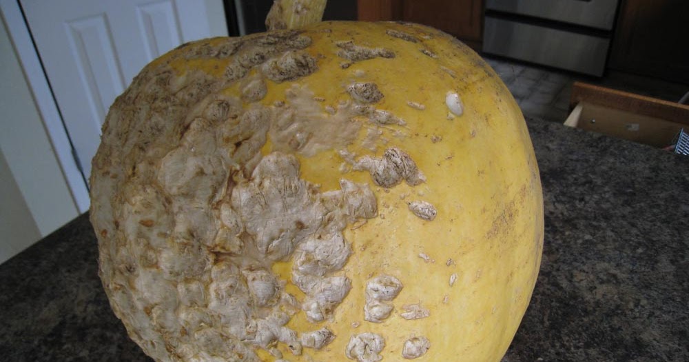 Giant Pumpkin Growing Tips From The Pumpkin Man: RIP HailBoy