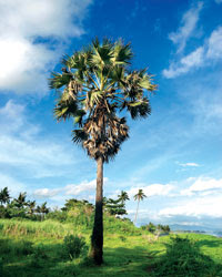 ...Into the Woods: The trees I have known (in India)...