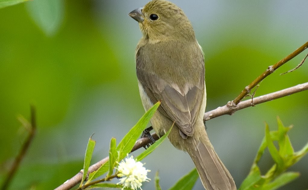 Saiba mais sobre Passaros: Coleiro Fêmea