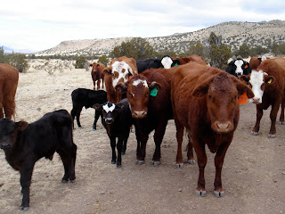 The Knife Wife: Magdalena Ranch