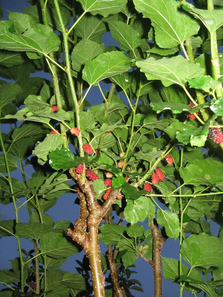 Mulberry Malaysia: Pokok Malberi tengah berbuah ranum