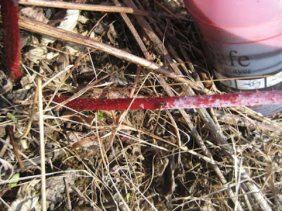 Tom's Blog: Basal bark treatment of woodies and brambles