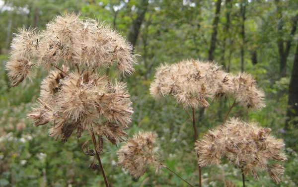 Tom's Blog: Seed collecting; woodland Joe Pye
