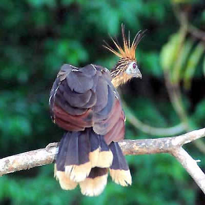 ACTIVIDADESINTEGRADAS: Shansho o hoatzin