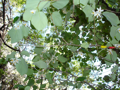 Bamberger Ranch Journal: Research That Follows Work